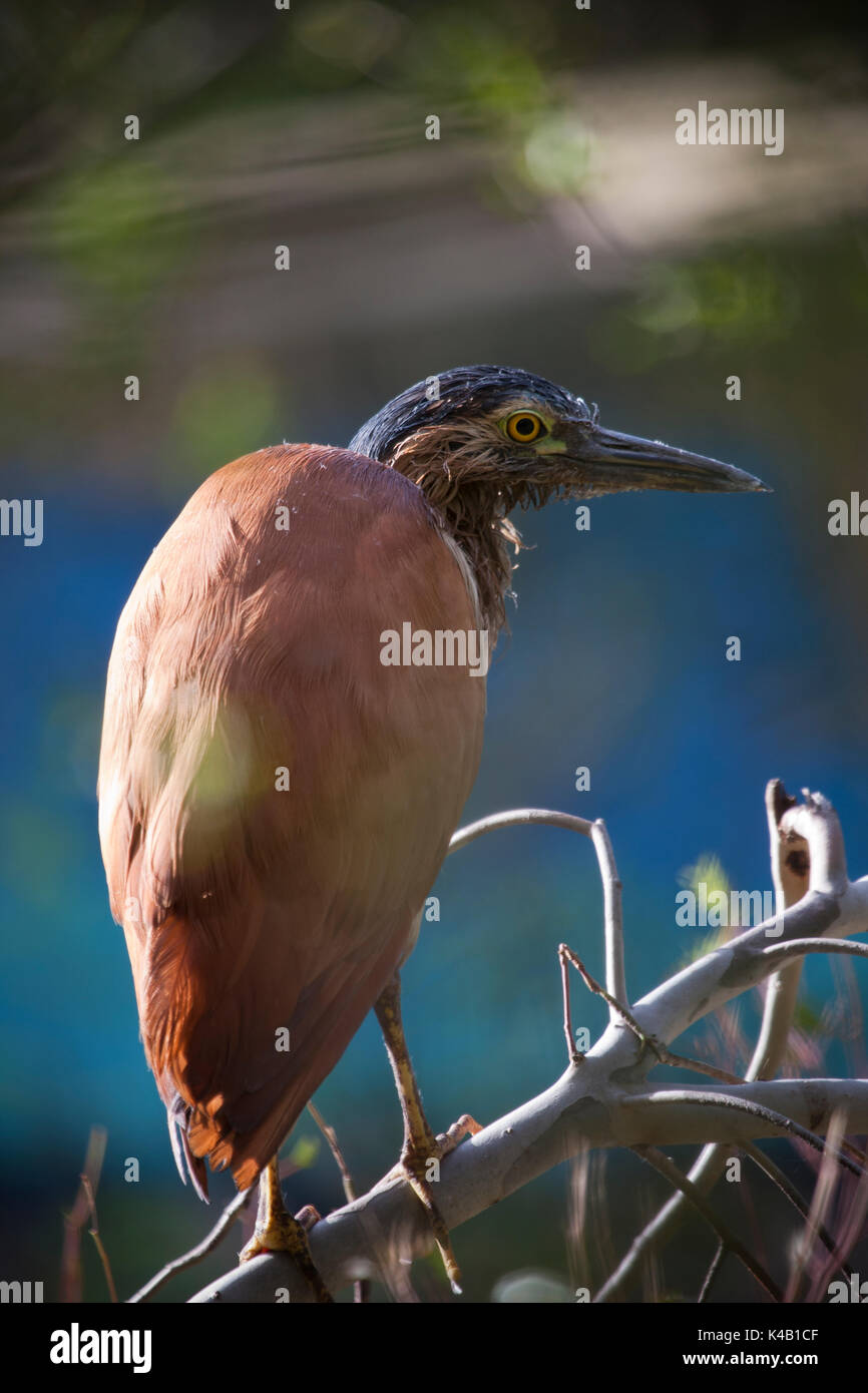 Large colourful bird hi-res stock photography and images - Alamy