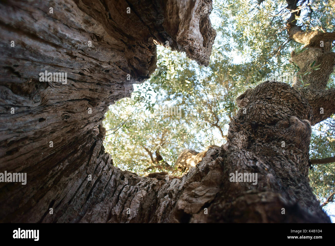 thousand-year old Olive tree in Conversano, near Monopoli, apulia Italy ...