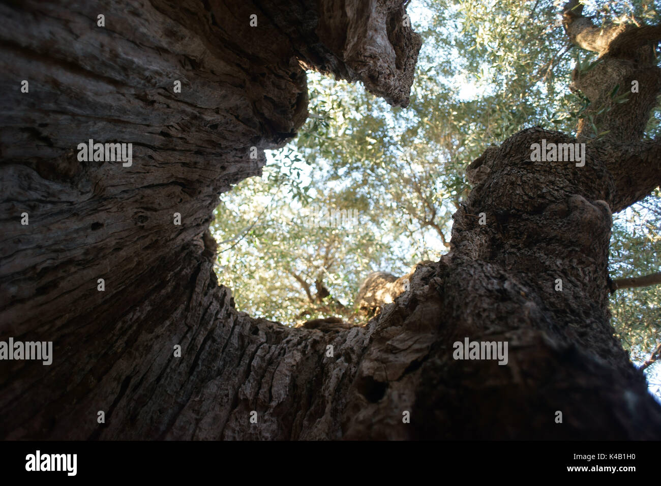 thousand-year old Olive tree in Conversano, near Monopoli, apulia Italy ...