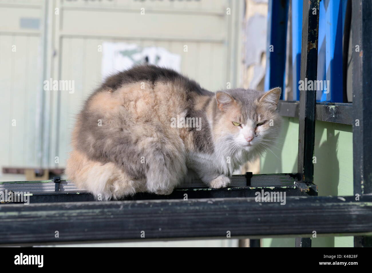 Cats of malta hi-res stock photography and images - Alamy