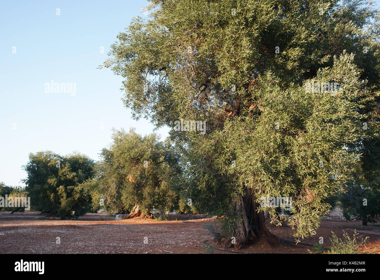 thousand-year old Olive tree in Conversano, near Monopoli, apulia Italy ...