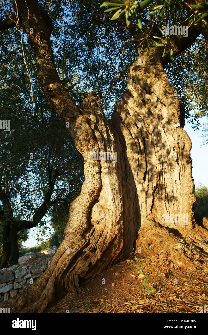 thousand-year old Olive tree in Conversano, near Monopoli, apulia Italy ...