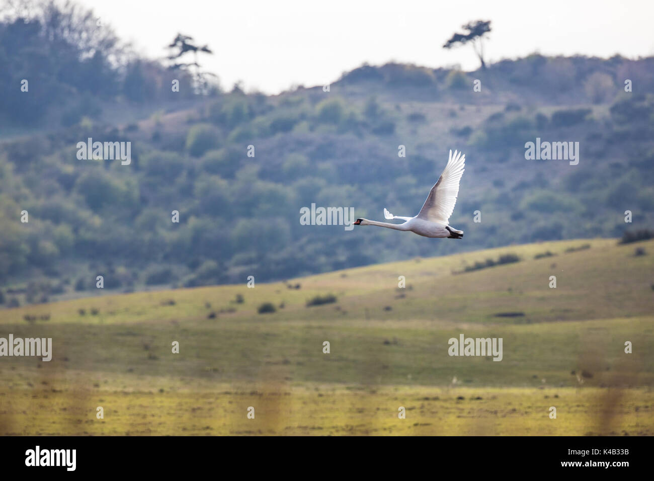German swan hi-res stock photography and images - Alamy