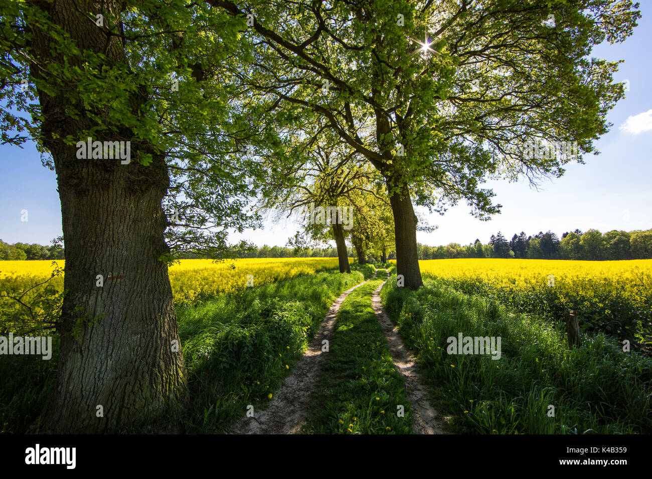 Tree growing between rapeseed hi-res stock photography and images - Alamy