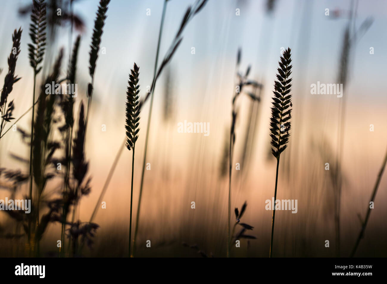 Grass In Morning Light Stock Photo - Alamy