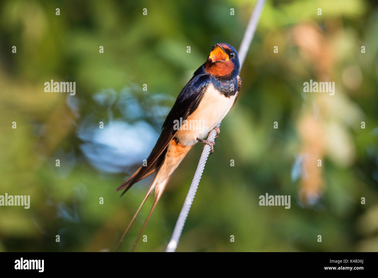 Smoke swallow hi-res stock photography and images - Alamy