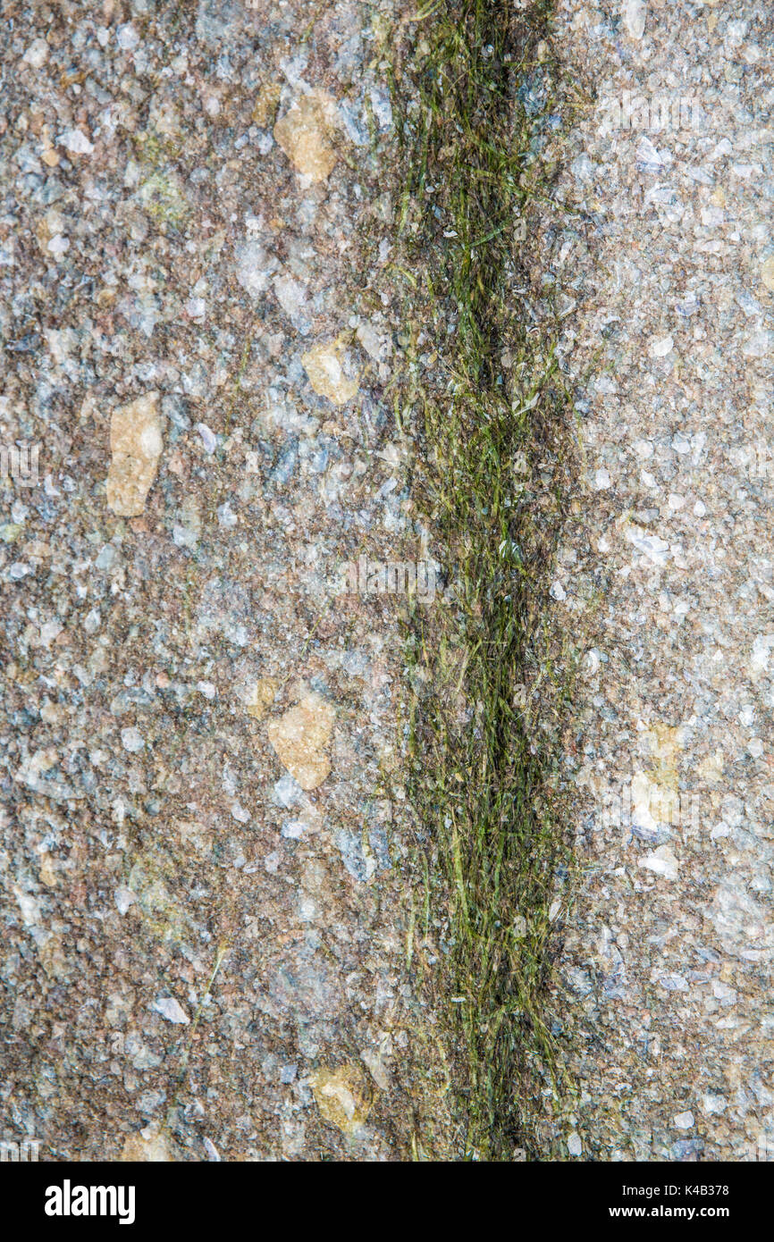 Seaweed shapes hi-res stock photography and images - Alamy