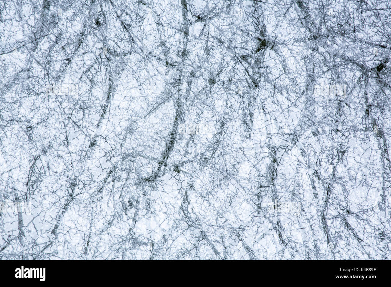 Pattern Of Trees And Ice Stock Photo - Alamy