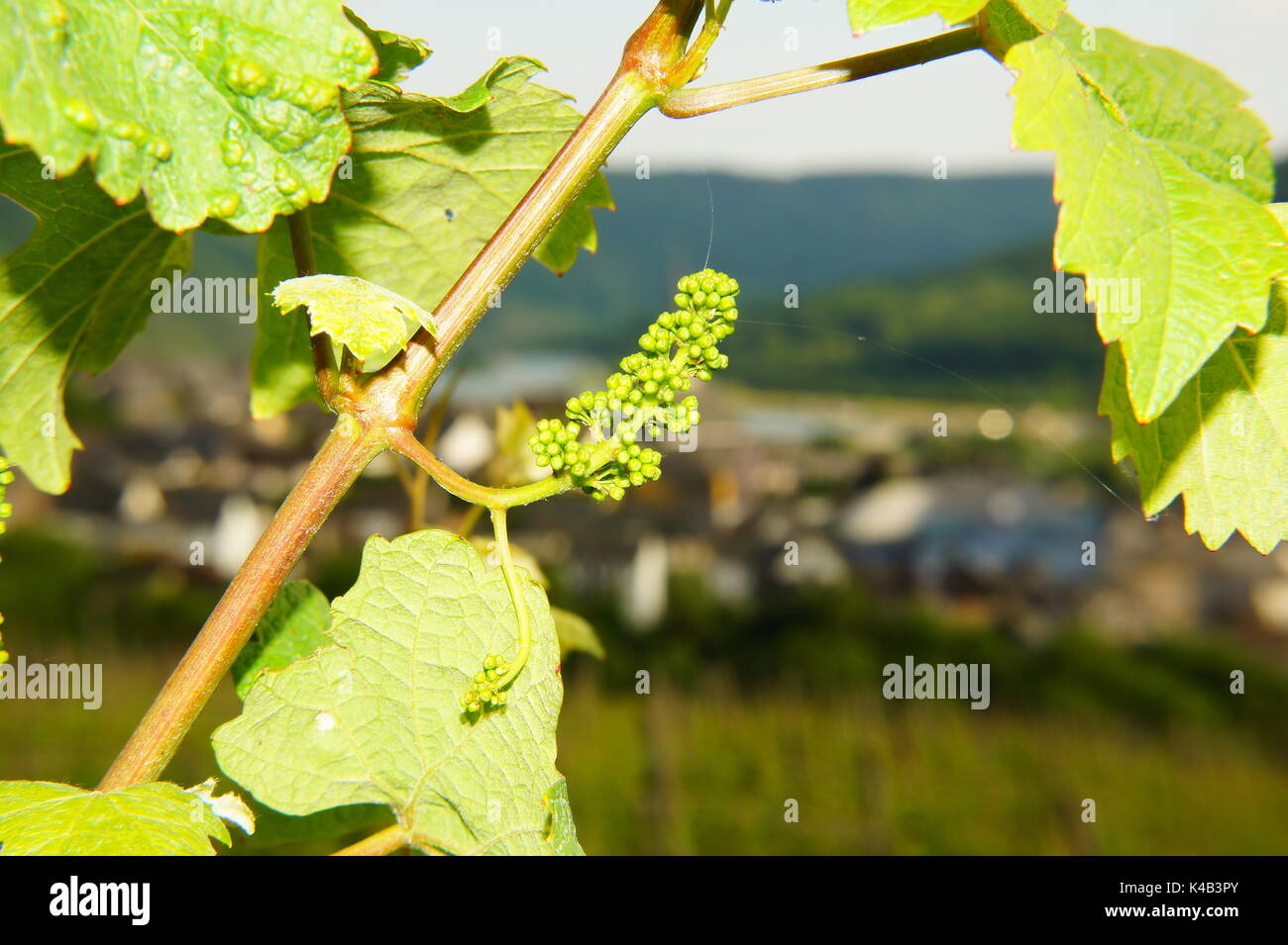Grape vine blossom hi-res stock photography and images - Alamy