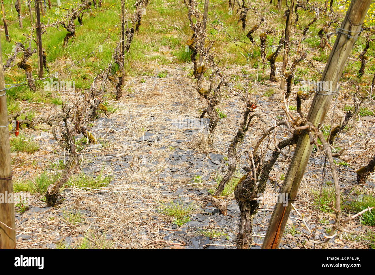Vineyard With Lots Of Slate In The Moselle Valley Stock Photo - Alamy
