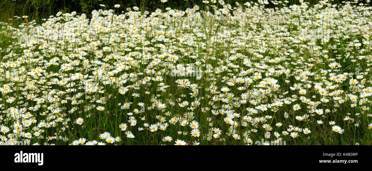 Close Together Growing White Margeriten Panorama Stock Photo - Alamy