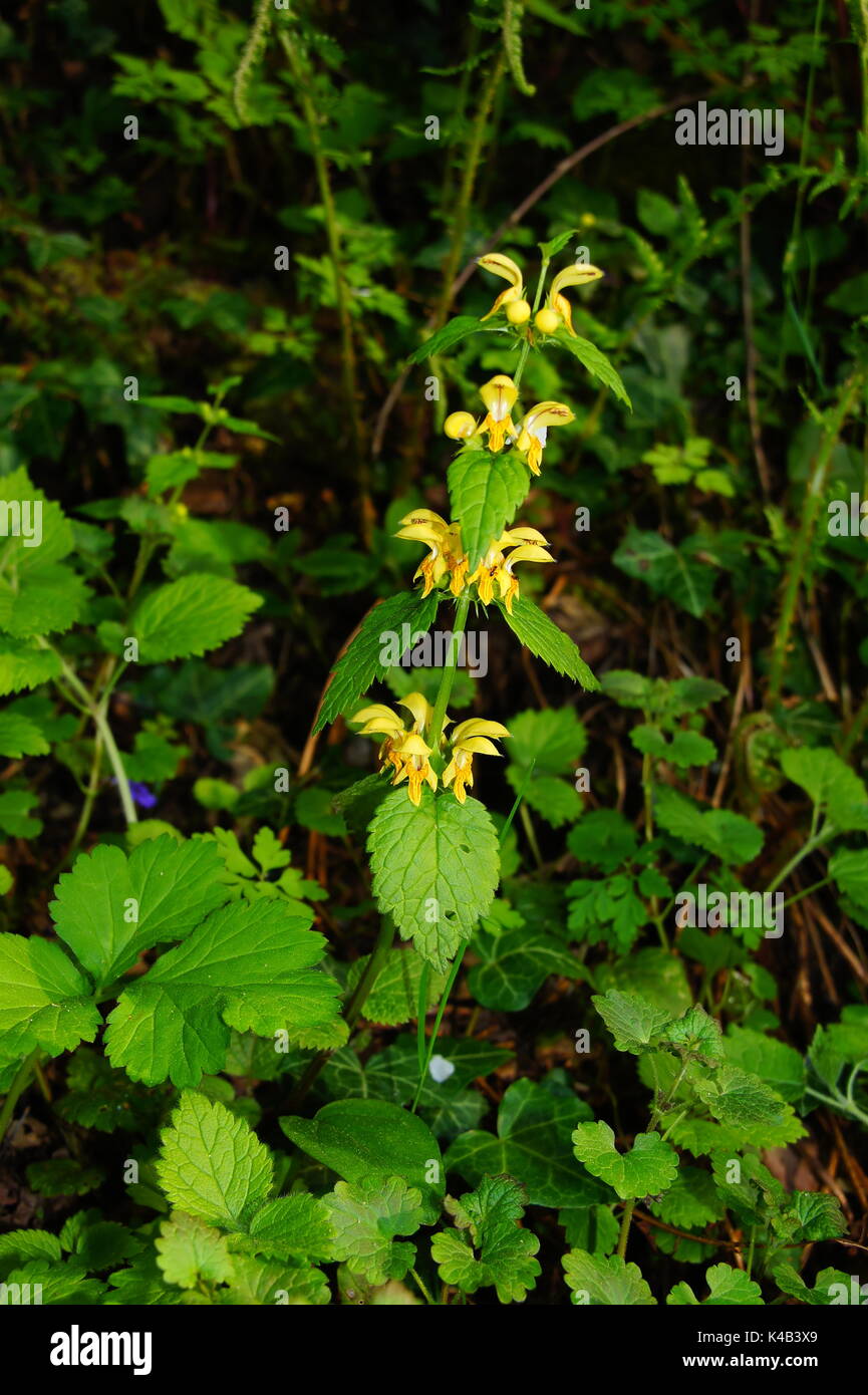 Yellow Flowering Nettle, The Gold Nettle Stock Photo - Alamy