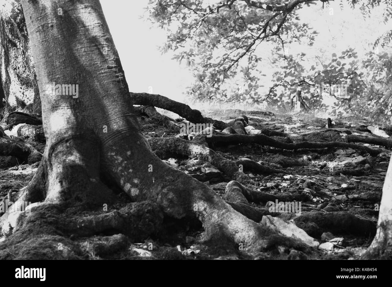 The root of the tree Black and White Stock Photos & Images - Alamy