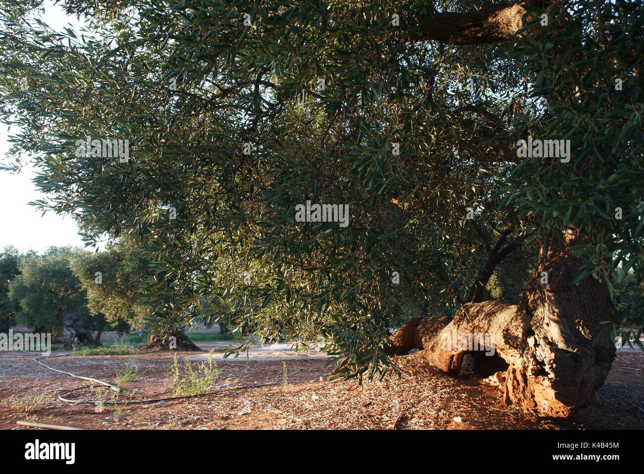 thousand-year old Olive tree in Conversano, near Monopoli, apulia Italy ...