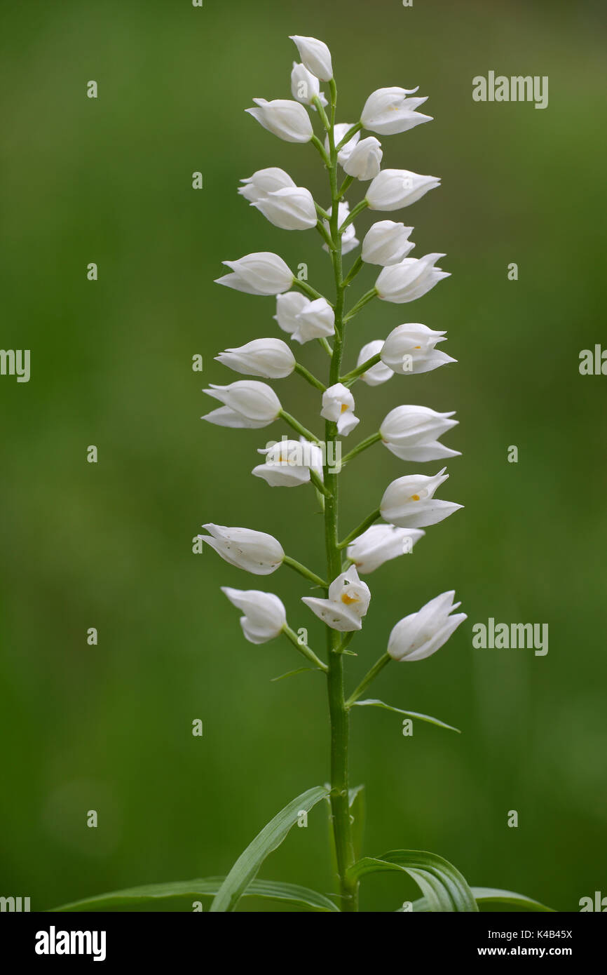 Narrow leaf helleborine hi-res stock photography and images - Alamy
