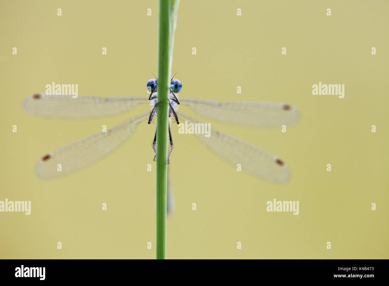 Insect with blue eyes hi-res stock photography and images - Alamy