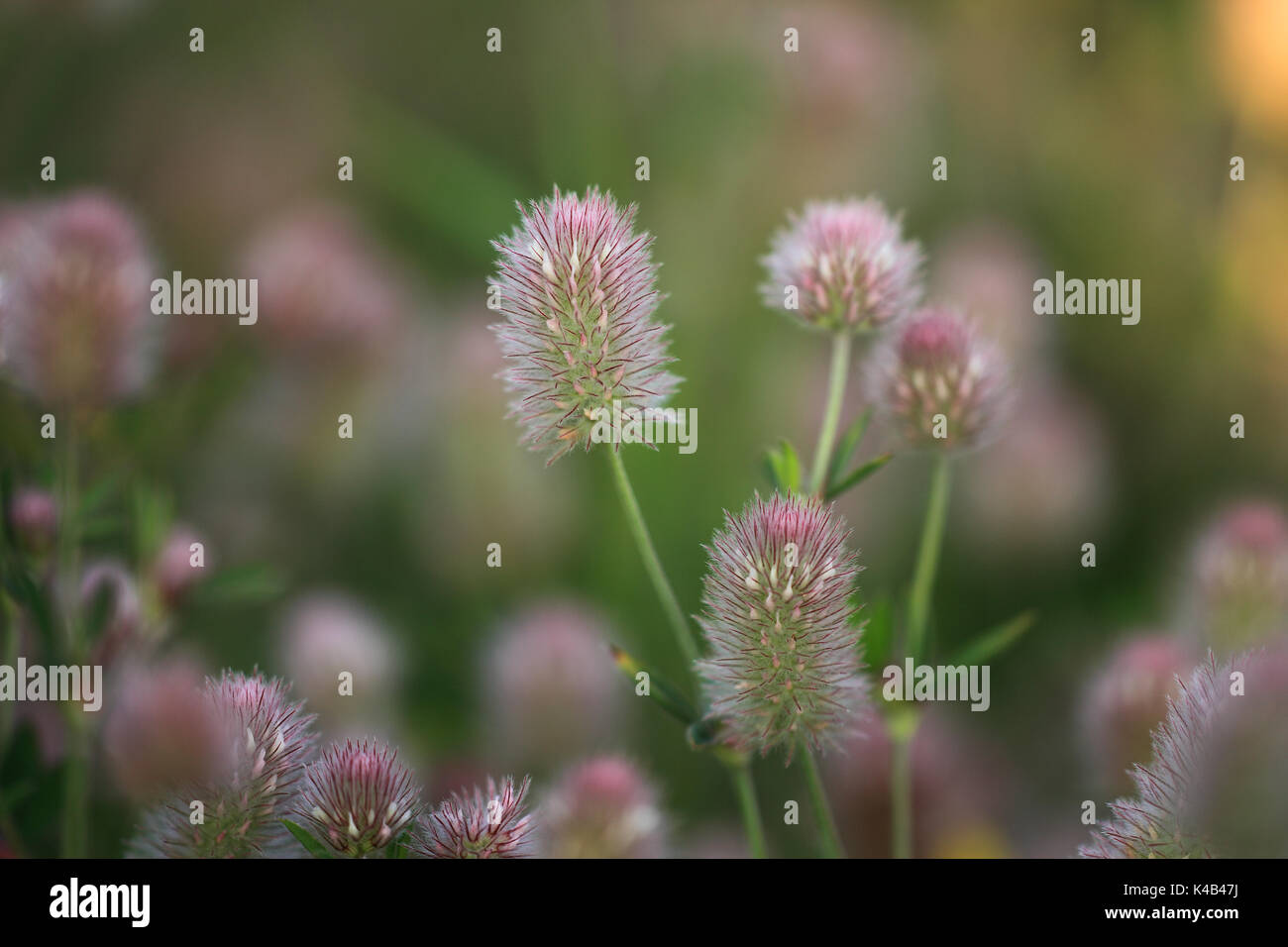 Hare foot hi-res stock photography and images - Alamy