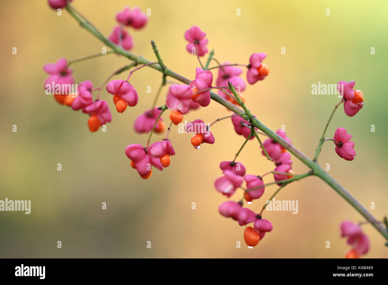 Spindle Tree Seed High Resolution Stock Photography and Images - Alamy