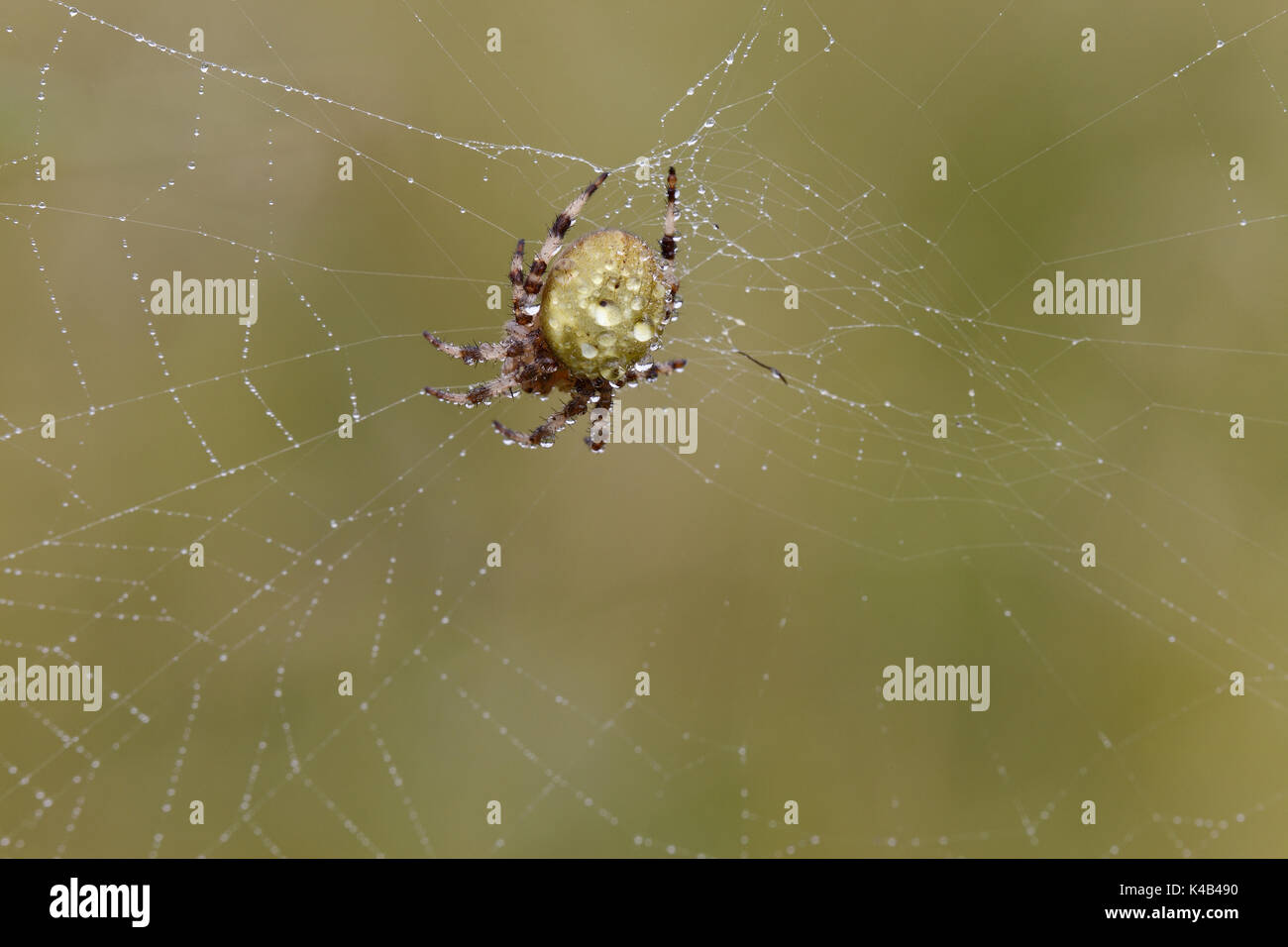 Spot spider hi-res stock photography and images - Alamy
