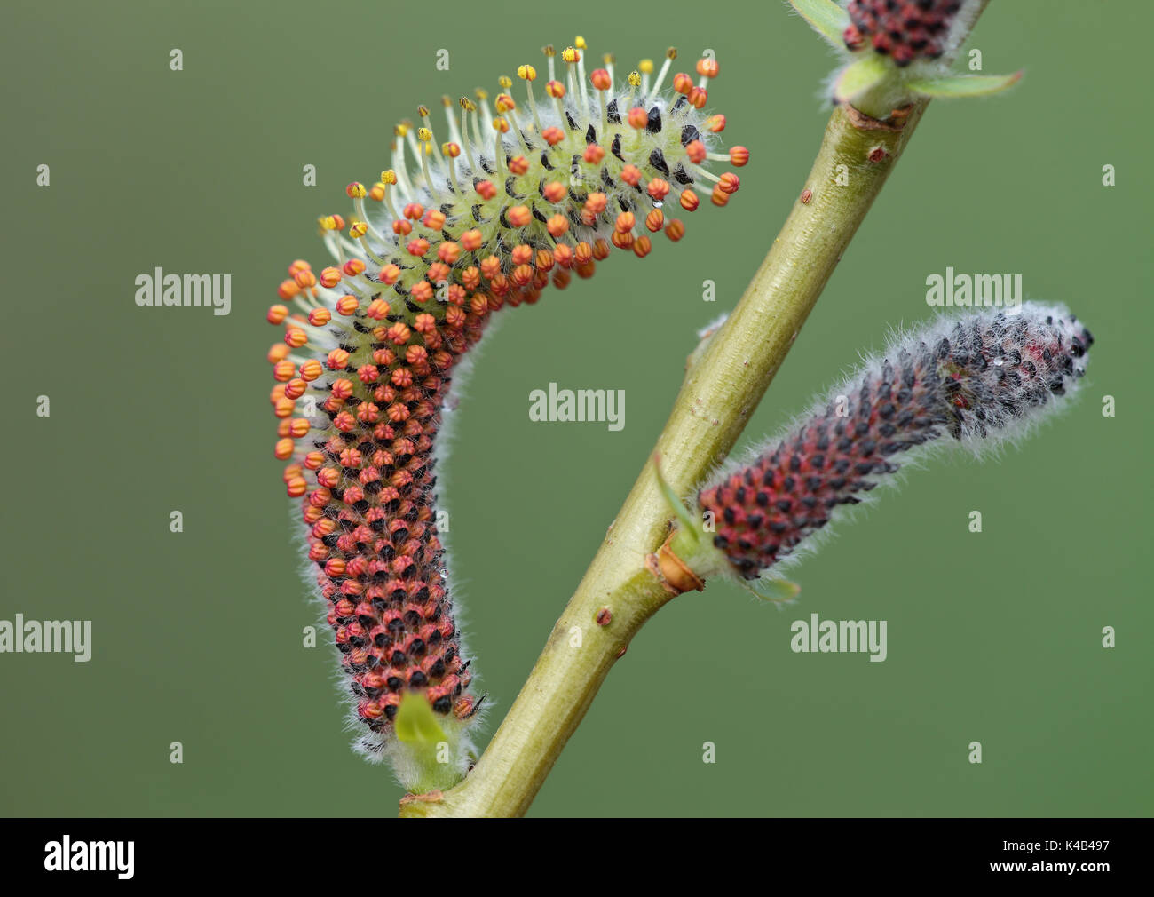 Osier bush hi-res stock photography and images - Alamy