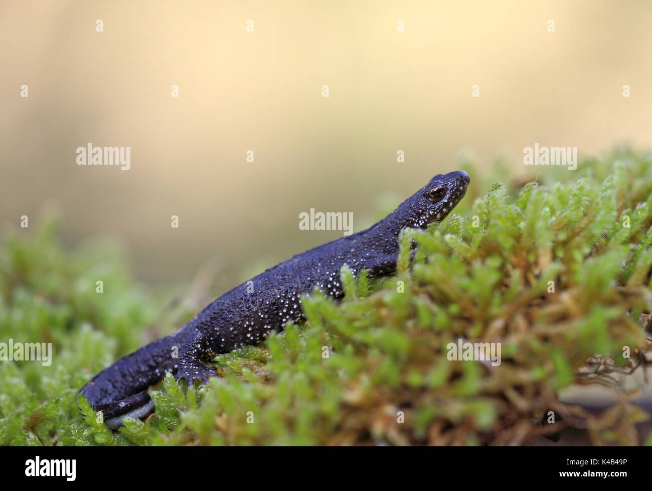 Warty Newt High Resolution Stock Photography and Images - Alamy