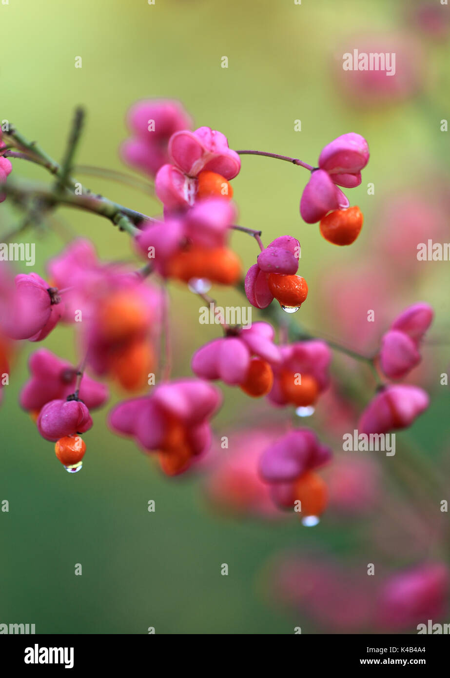 Spindle tree seed hi-res stock photography and images - Alamy