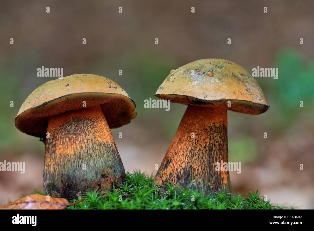 Lurid hi-res stock photography and images - Alamy