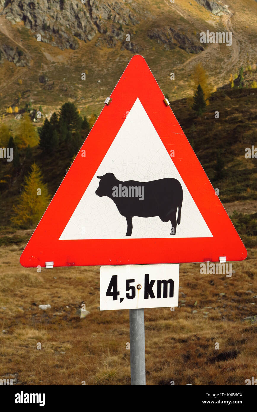 Caution cows sign hi-res stock photography and images - Alamy