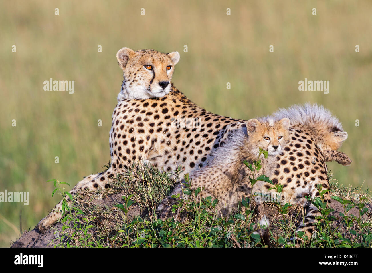 Cheetah looking back in hi-res stock photography and images - Alamy