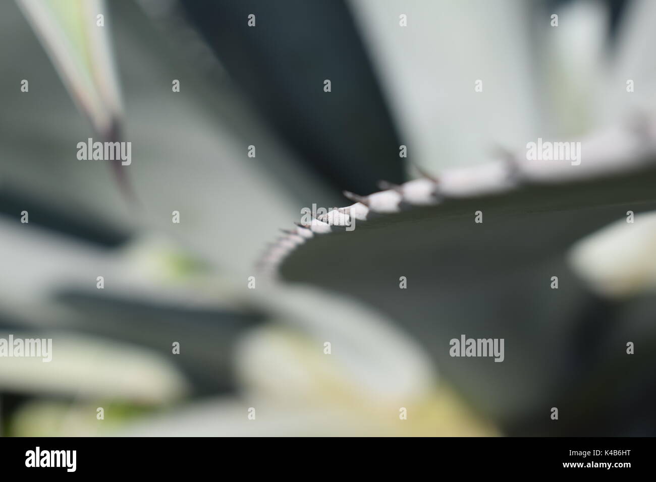 Line of Spikes Stock Photo - Alamy