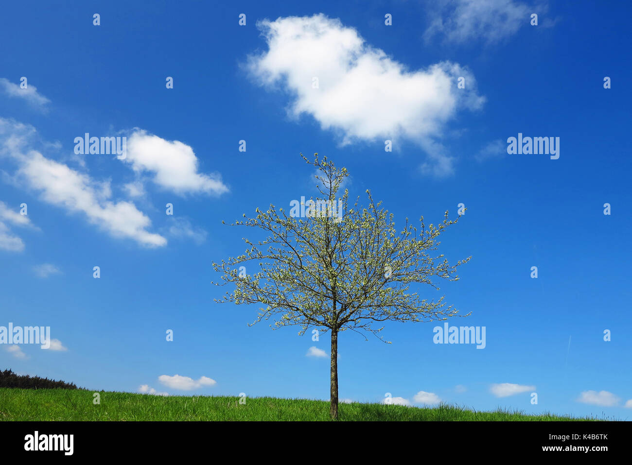 Fruit tree sapling hi-res stock photography and images - Alamy