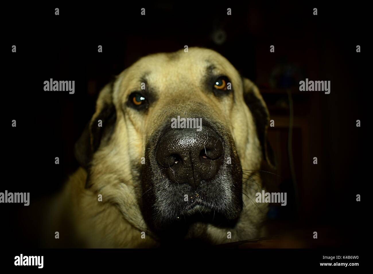 Kiber hi-res stock photography and images - Alamy