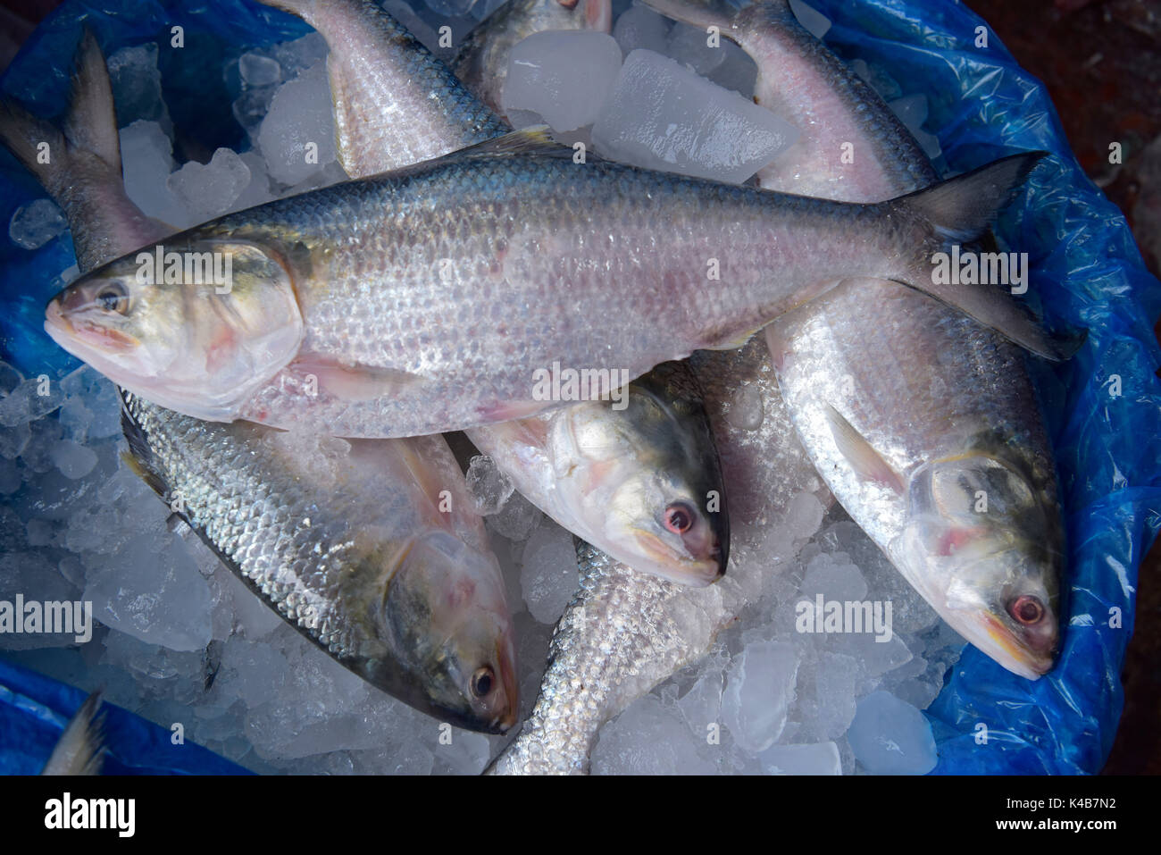 DHAKA, BANGLADESH – SEPTEMBER 05, 2017: Bangladeshi traders put Ilisha ...