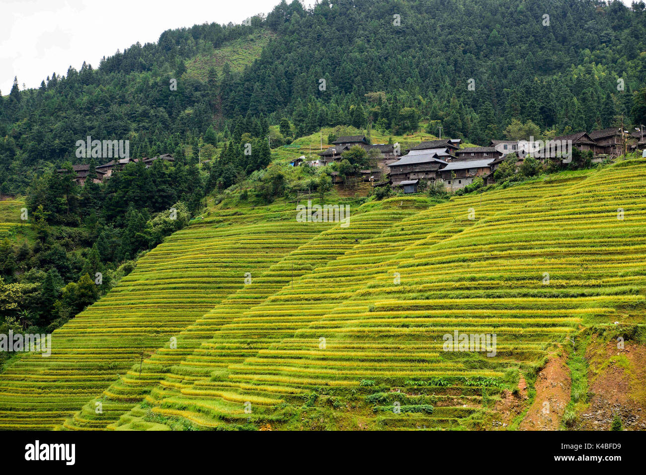 Congjiang, China. 6th Sep, 2017. Autumn is the best season to view the ...