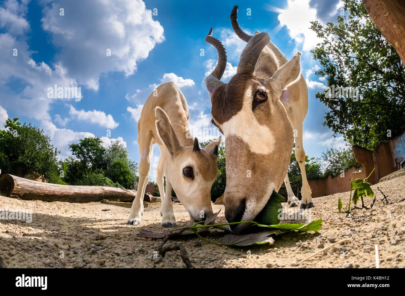 dpatop - An addax, also known as white antelope, stands in her ...