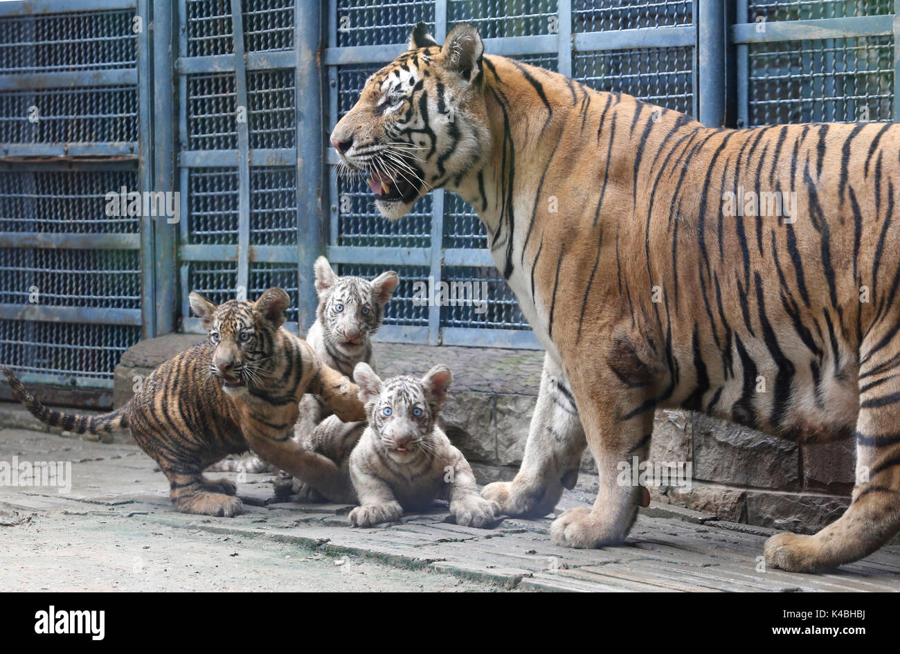 The mother of two year old triplets hi-res stock photography and images ...