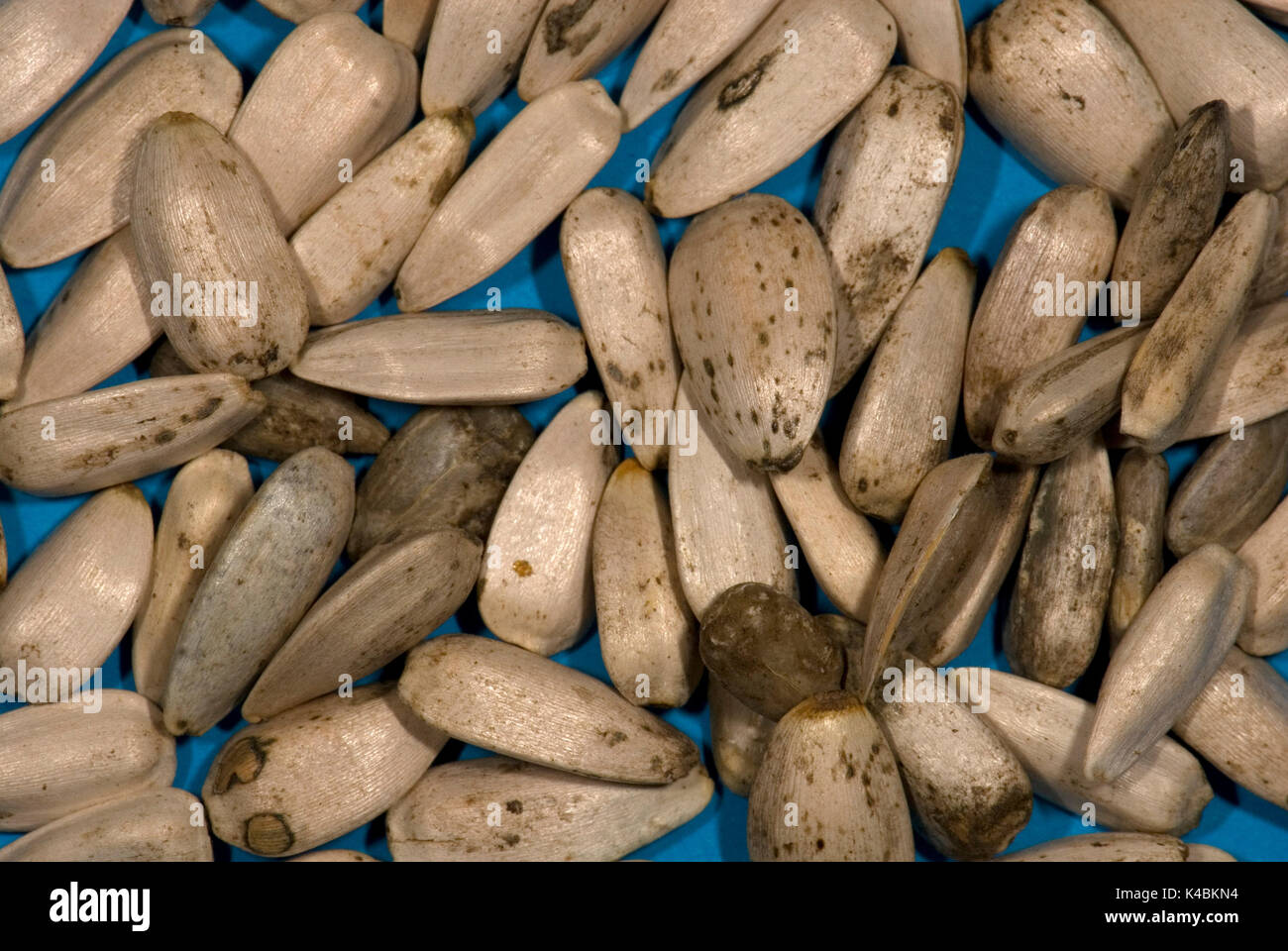 Sunflower Seeds, Helianthus annuus, Blue background, garden, nature ...