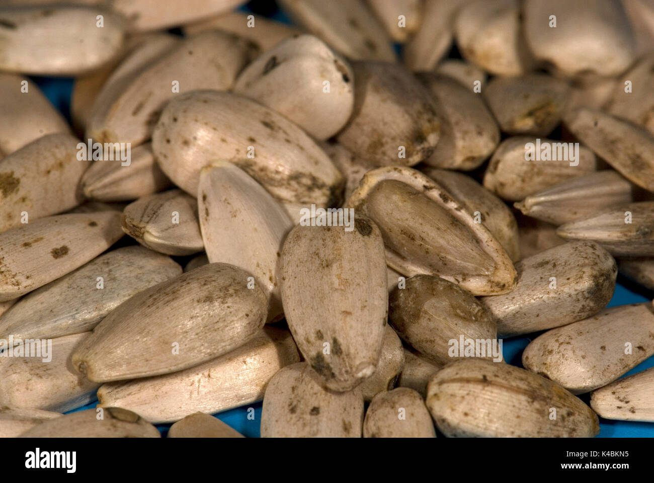 Sunflower Seeds, Helianthus annuus, Blue background, garden, nature ...