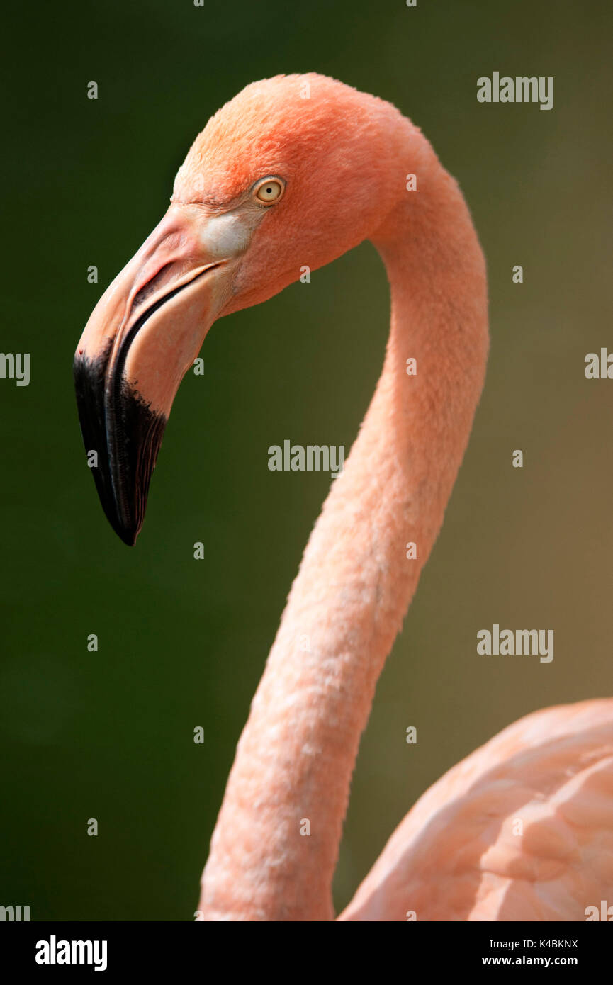 Cuban Flamingo, Phoenicopterus ruber ruber, Endangered, Cites Appendix ...