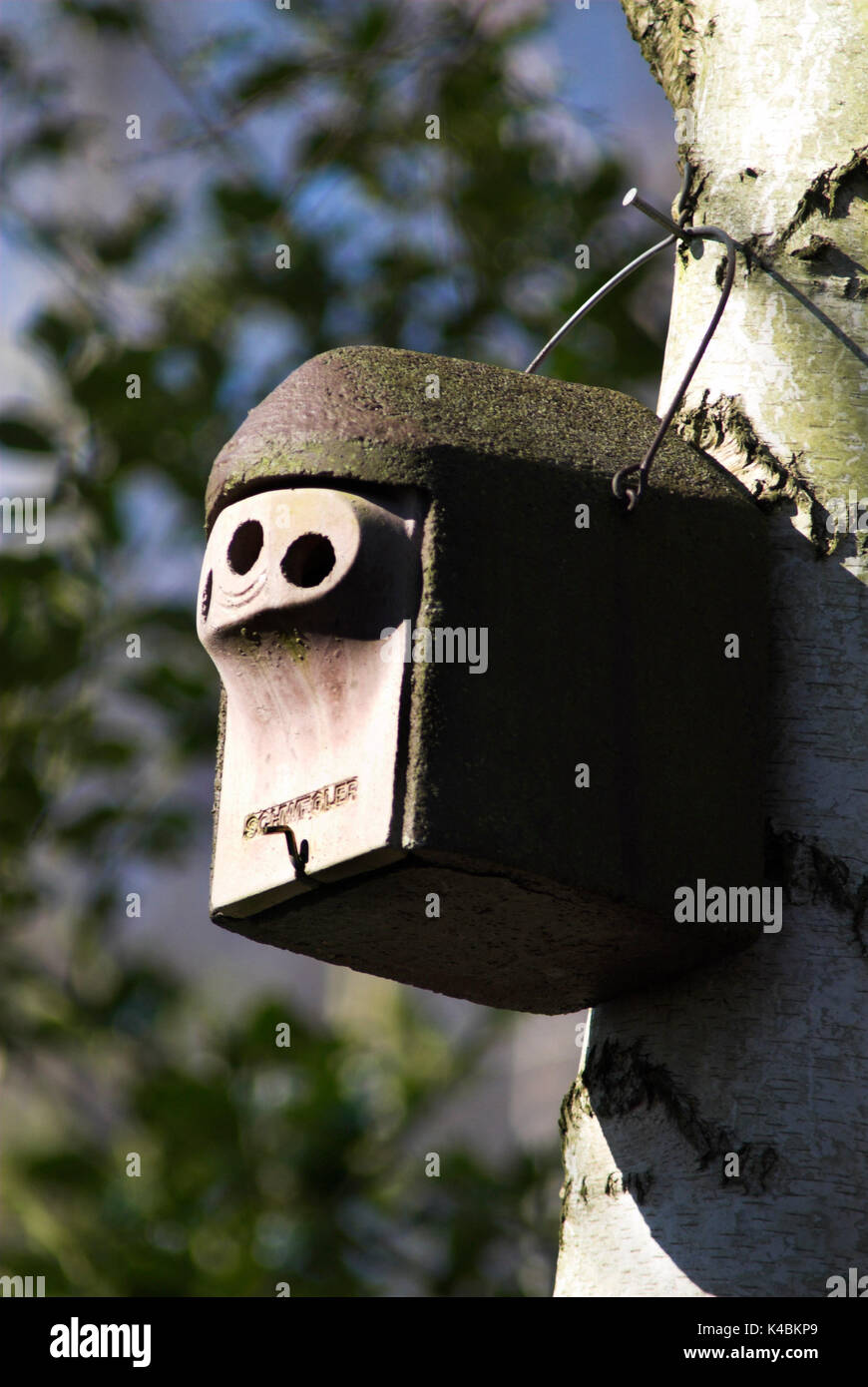 Bird Nesting Box, high in tree, woodland Stock Photo - Alamy