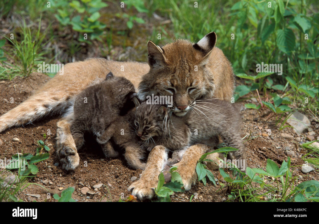 Bobcat (Lynx rufus) - captive, mother and cubs outside den, young are 5 ...