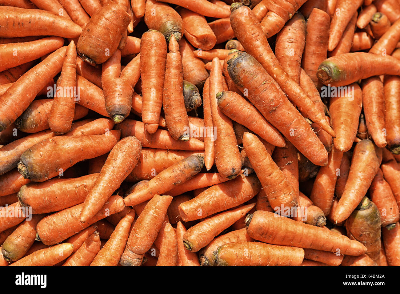 Planting carrot hi-res stock photography and images - Alamy