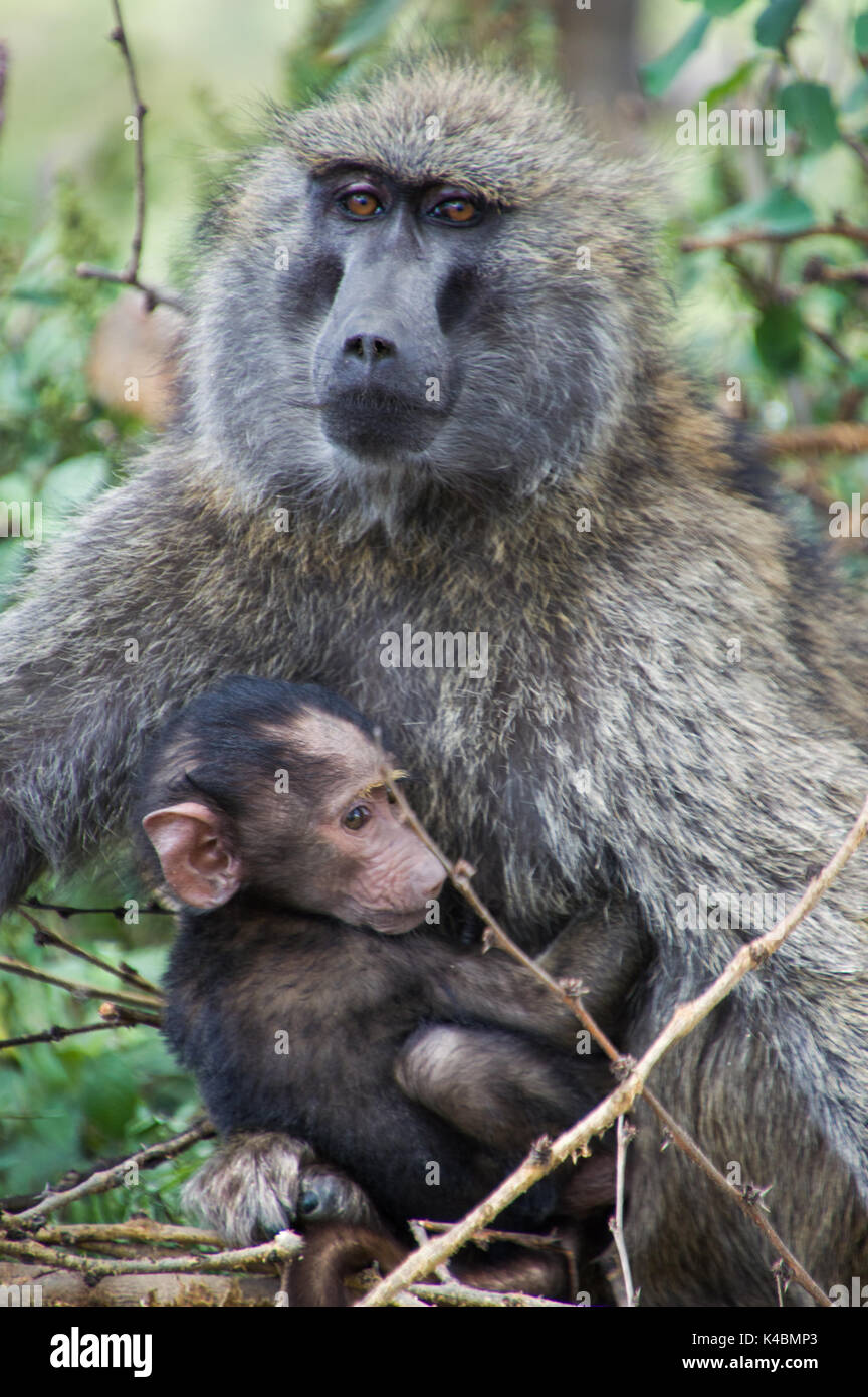 Baboon with child Stock Photo - Alamy