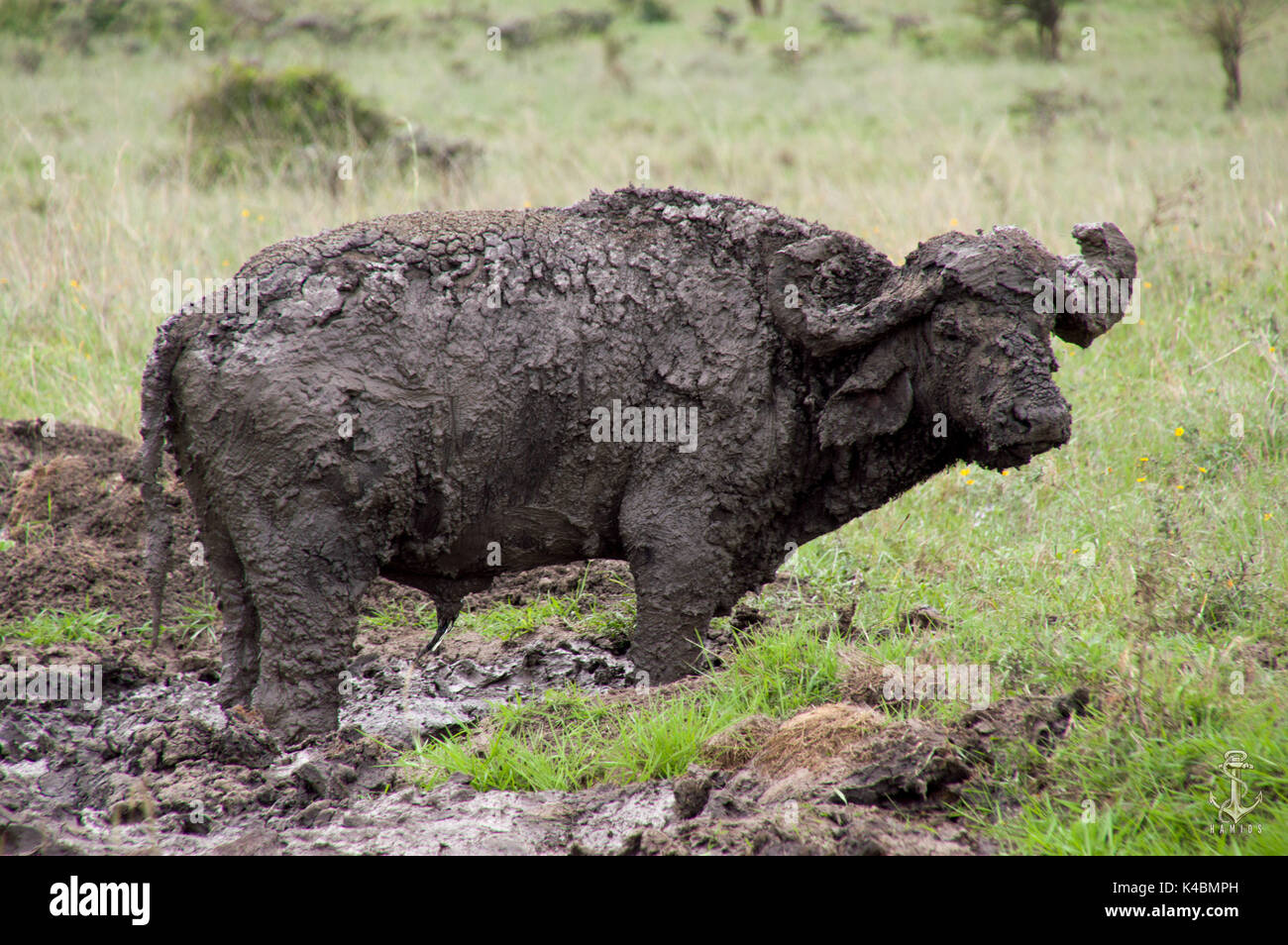 Buffalo covered in mud Stock Photo - Alamy