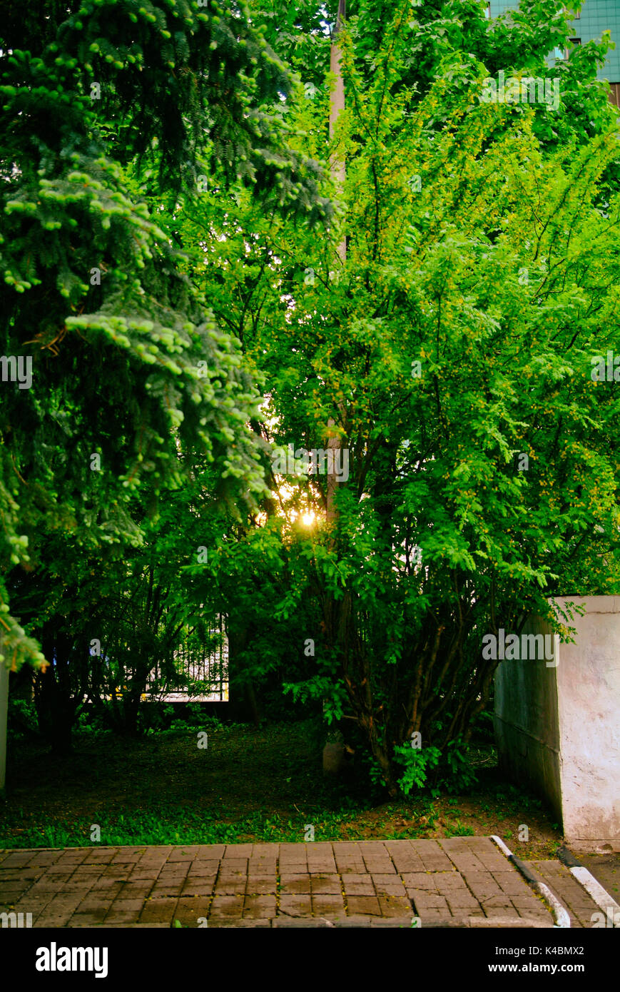 Golden locust tree hi-res stock photography and images - Alamy