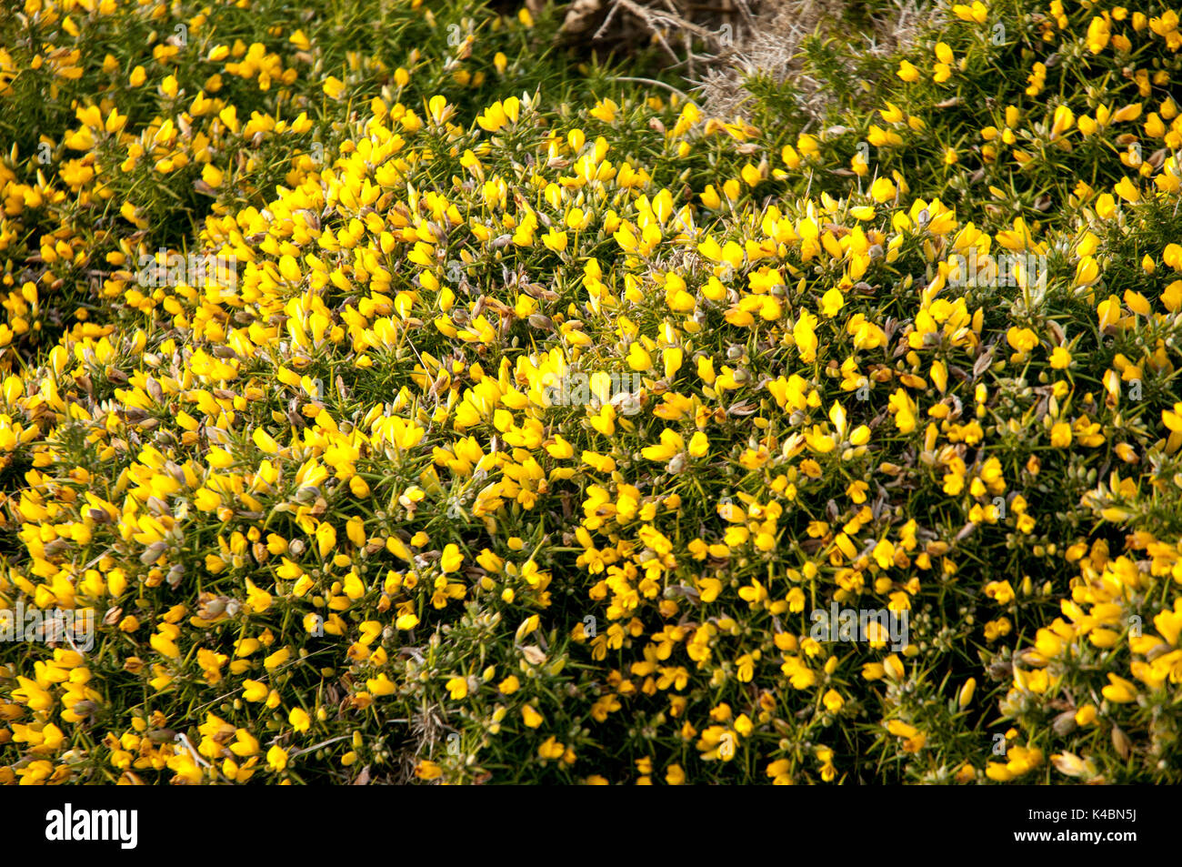 yellow wild flowers in spring time coastal plant Stock Photo - Alamy