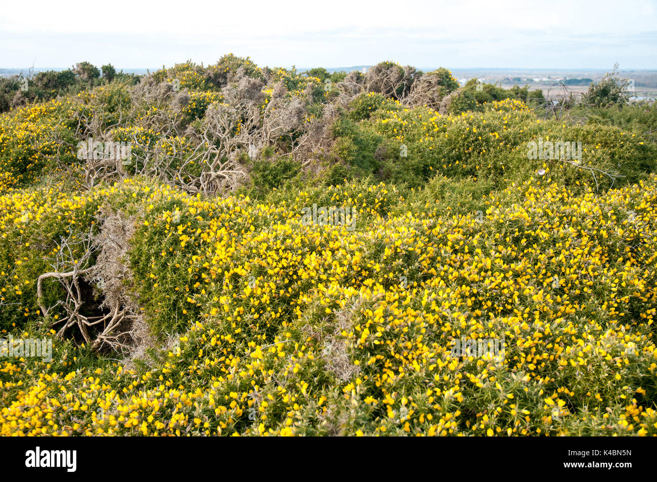 yellow wild flowers in spring time coastal plant Stock Photo - Alamy