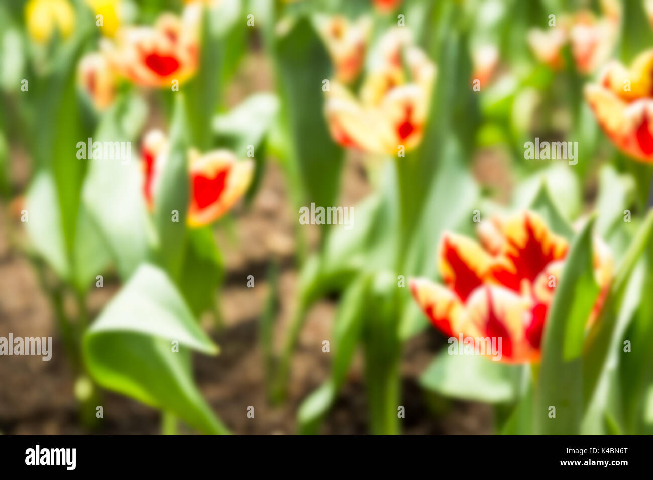 Blur scene of colorful tulip flowers for background Stock Photo - Alamy