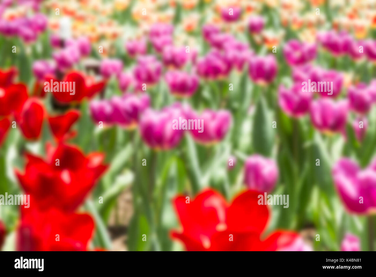 Blur scene of colorful tulip flowers for background Stock Photo - Alamy