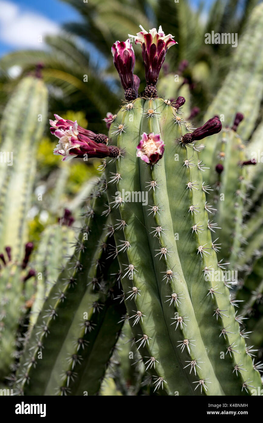 Close up green columnar cacti hi-res stock photography and images - Alamy